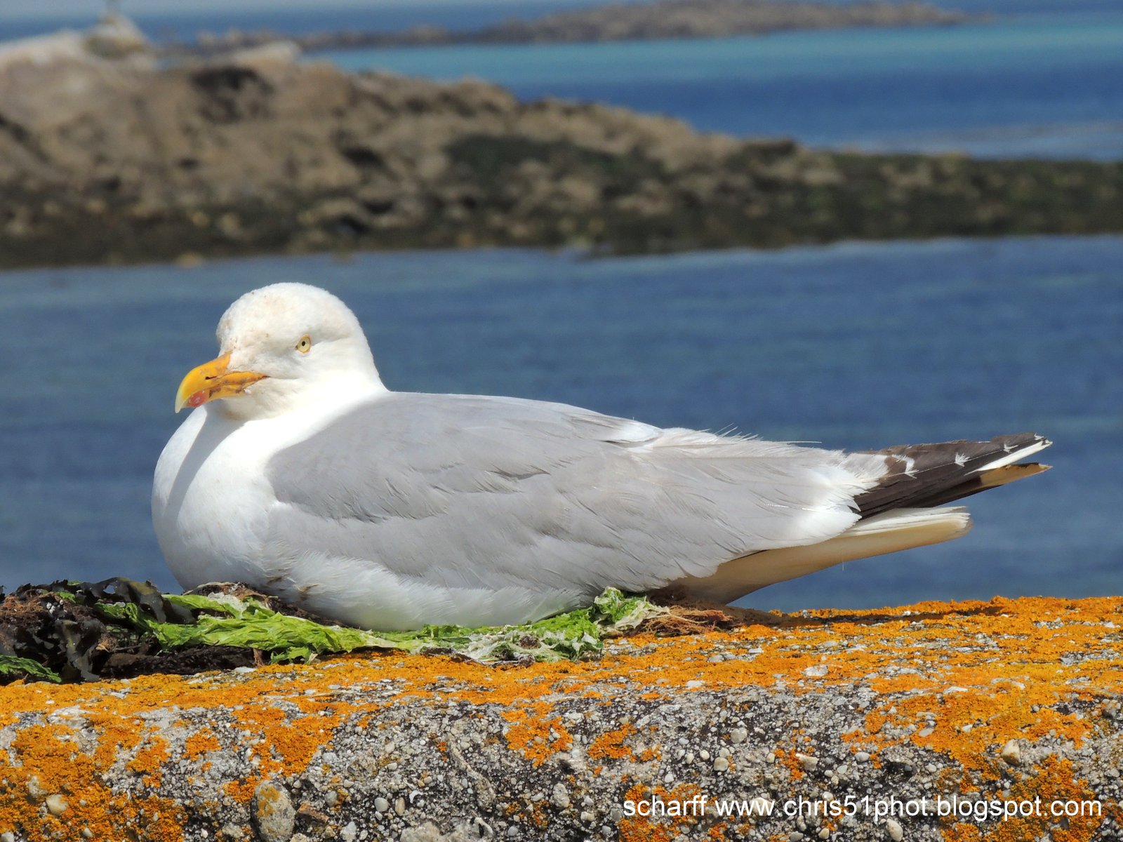 photosnature et pol: le goéland aime son confort (la preuve):-)
