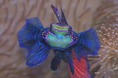 World's All Amazing Things, Pictures,Images And Wallpapers: Mandarin ...