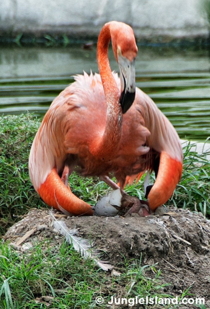 White Wolf : Baby Flamingo 'Bella' Born At Miami's Jungle Island (PHOTOS)