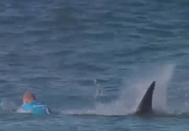 Pics: The jaw-dropping moment surfer is attacked by a shark during ...