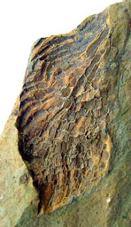 Life Before the Dinosaurs: Helicoplacus.