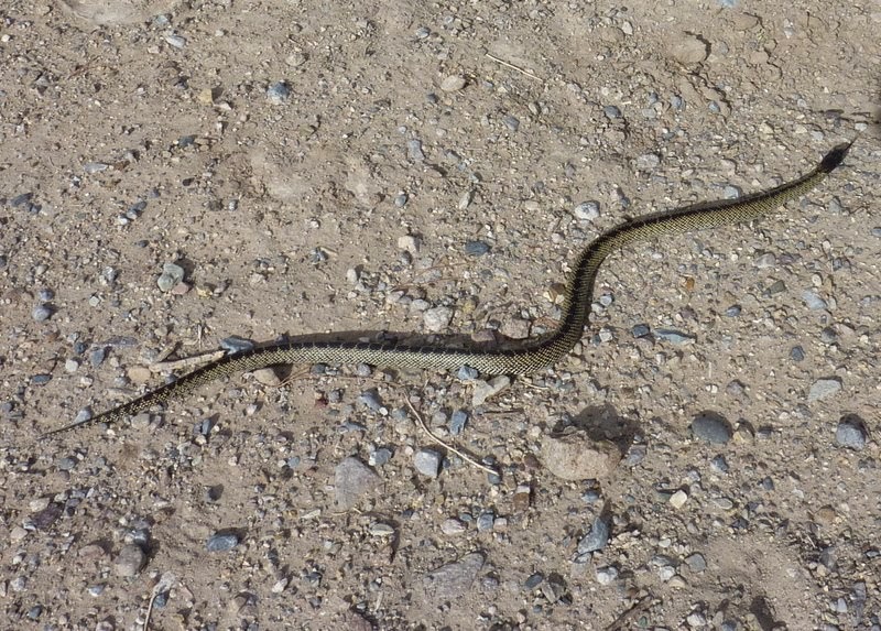 Greg's Running Adventures: Snakes!