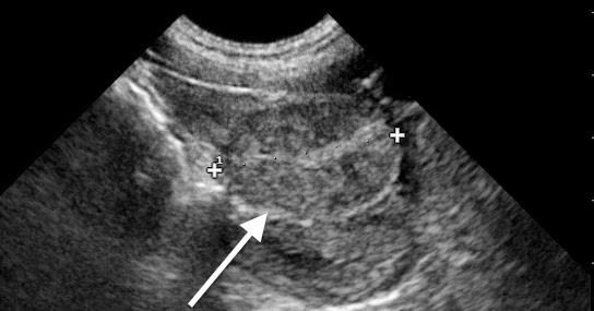 Veterinary Key Points: Cryptorchidism in Dogs: 5 ways to make surgery ...