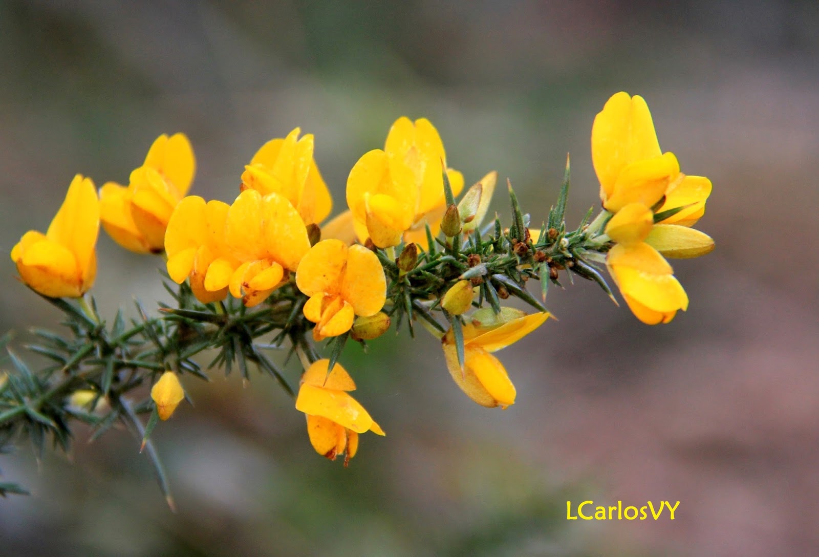 Plantas silvestres de Asturias: Tojo, toxu, cotoya, árgoma, árgumas ...