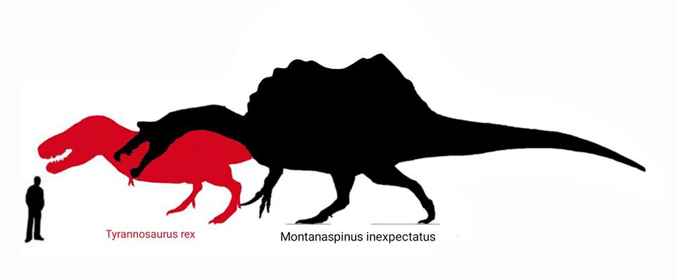 Notions Of A Most Peculiar Dinosaur Nerd: Just say NO to Montanaspinus