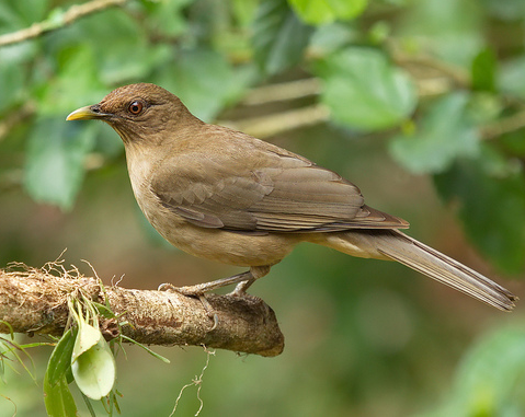 Bellas Aves de El Salvador: Turdus grayi (chonte o senzontle) Residente