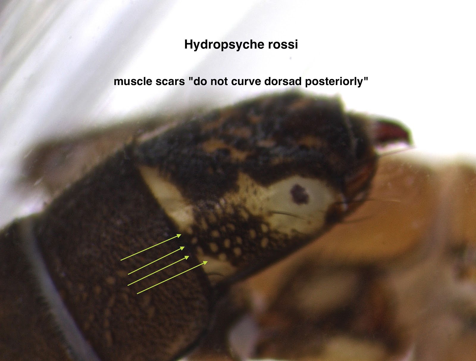 Aquatic Insects of Central Virginia: Hydropsyche rossi, Hydropsyche ...