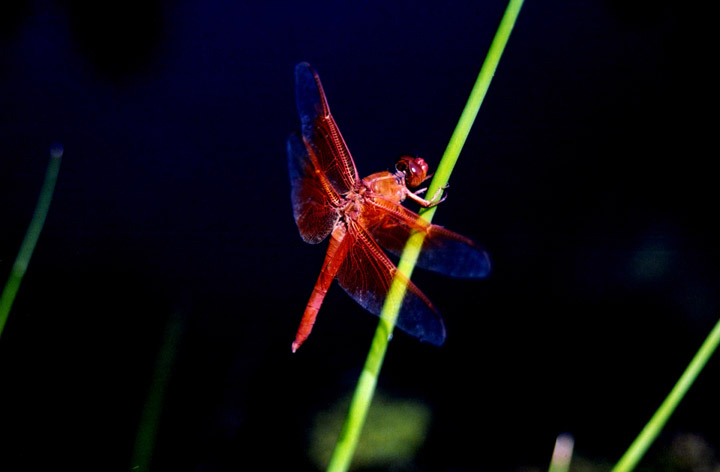 Giant Dragonfly Extinct