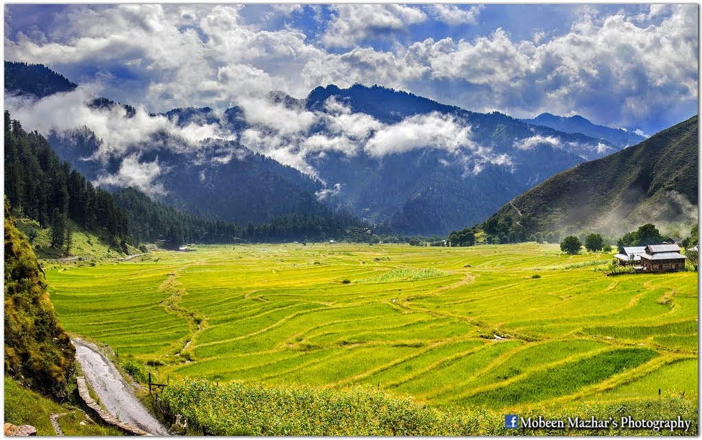 ExploreEPakistan: Rice Fields of Leepa Valley - Azad Jammu and Kashmir ...