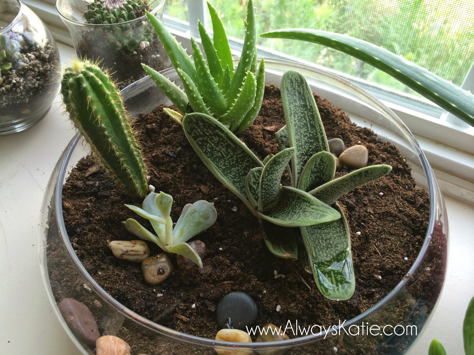 Always, Katie: Home Sweet Home: Succulent Window Garden