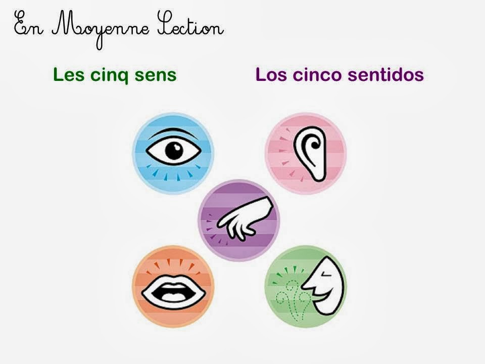 MS3 2013 MERMOZ: SEMAINE DES SCIENCES : LES CINQ SENS