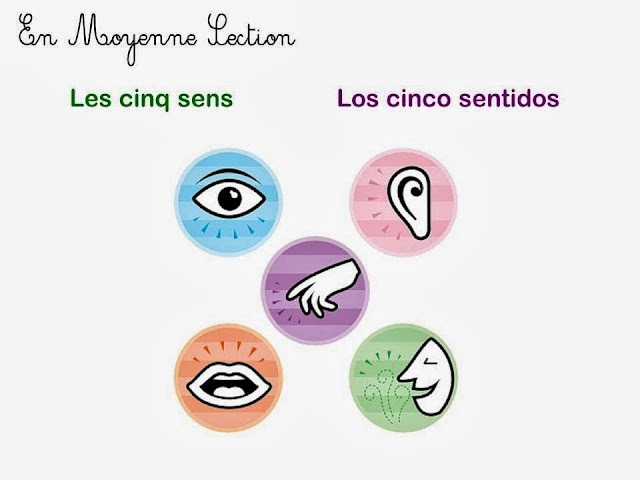 MS3 2013 MERMOZ: SEMAINE DES SCIENCES : LES CINQ SENS