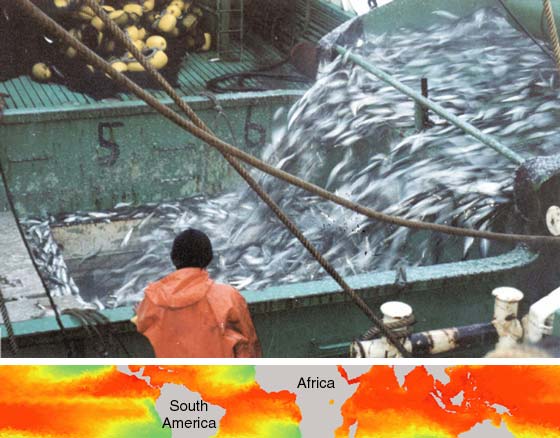 Oceans Introduction: The ravage of industrial fishing