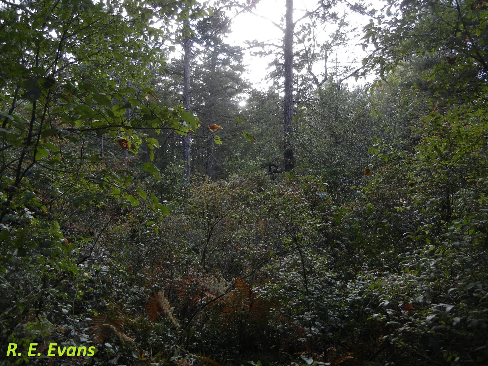 NC Plant Conservation & Beyond: Lost & Found: Bog Rose