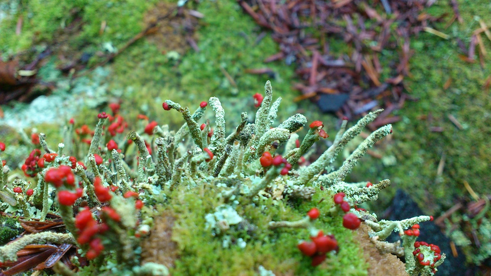 The Social Art of Architecture: Lipstick lichen and Fairy Puke in a ...