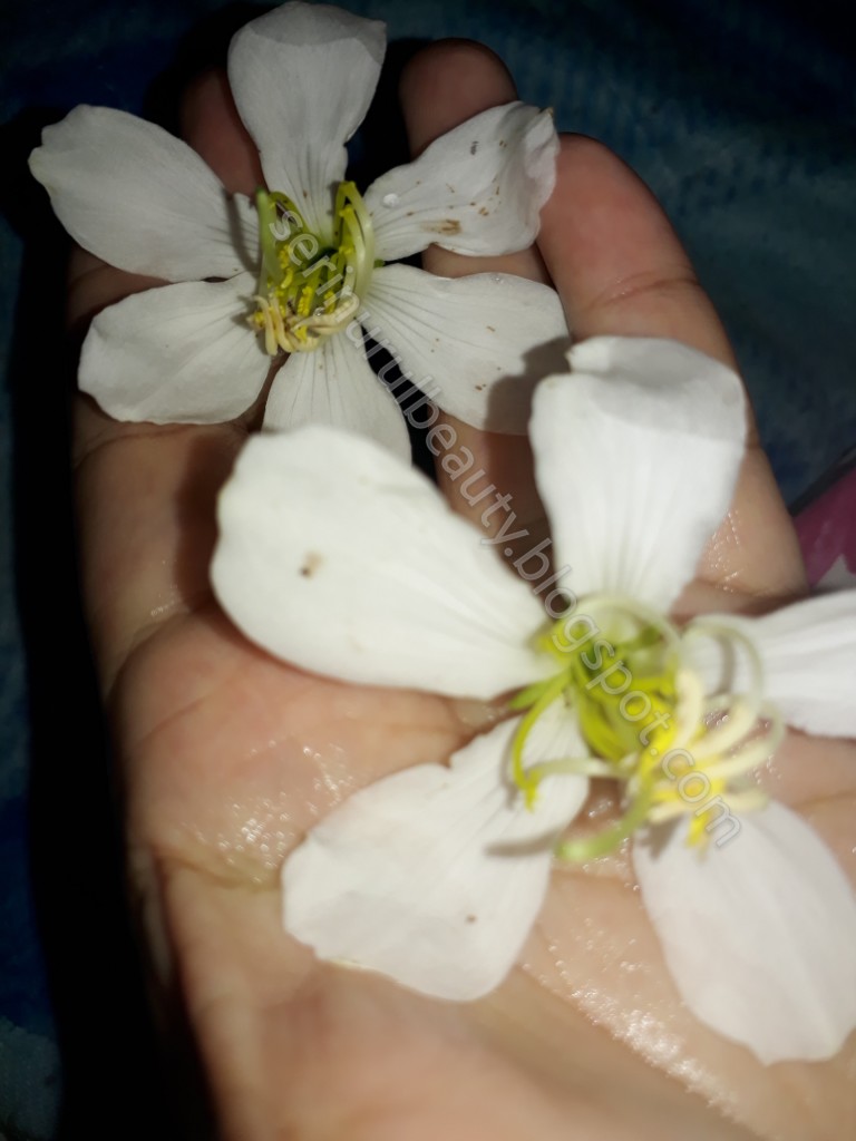 Healthy Nurul Beauty: 2 blooming senduduk putih flowers.