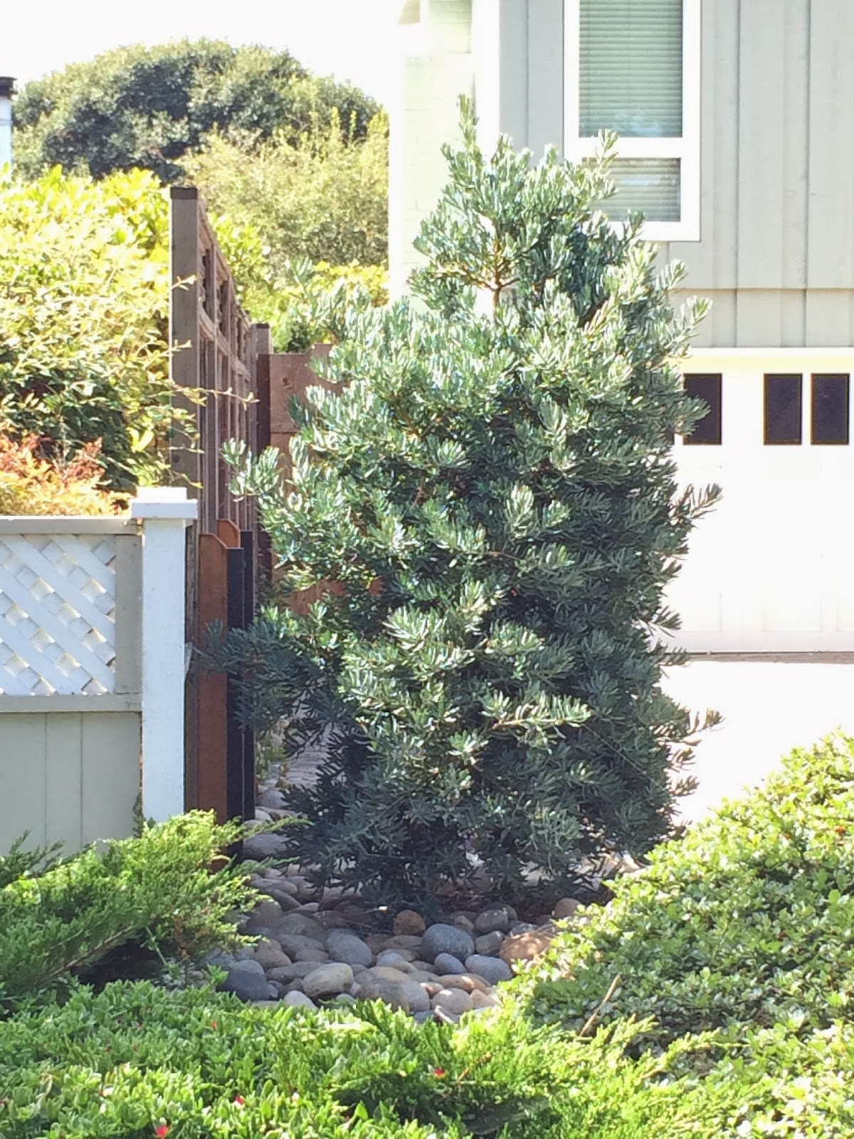 Trees of Santa Cruz County: Podocarpus elongatus 'Monmal' - Icee Blue ...