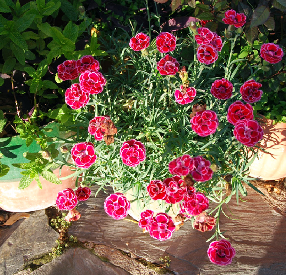 Fotos de flores: CLAVELES DE VARIOS TIPOS Y COLORES