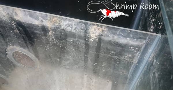 How to clean a fish tank with lemon juice.