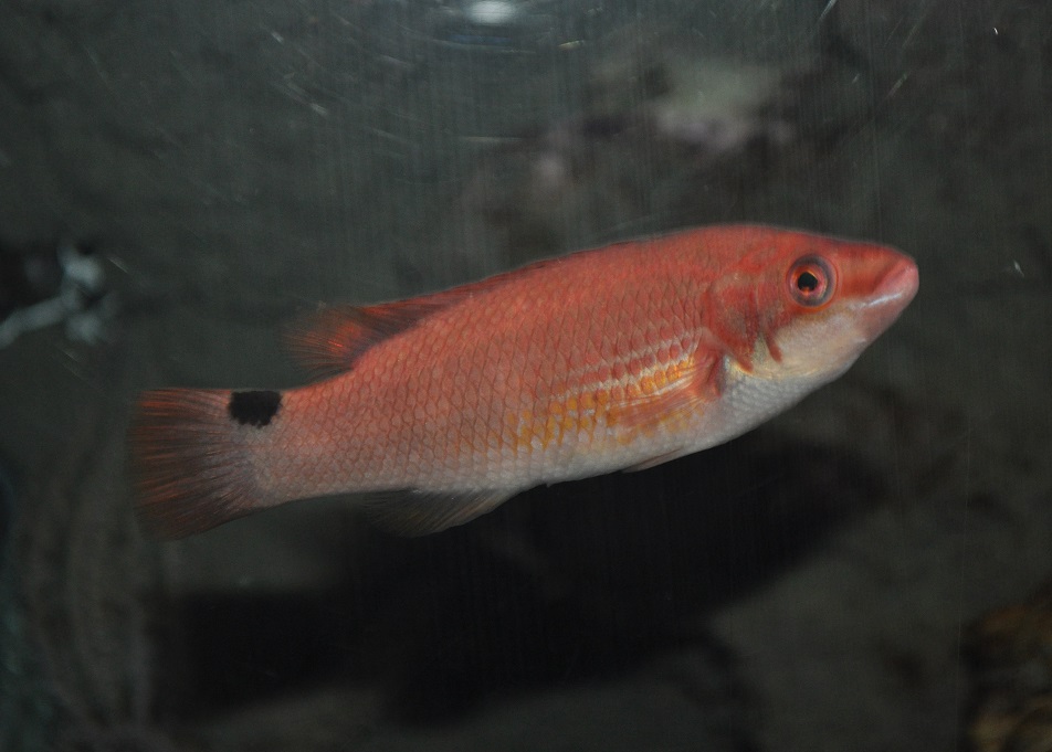 ZOOTOGRAFIANDO (5.836 ANIMALS): TABERNERO / GOLDSINNY WRASSE ...