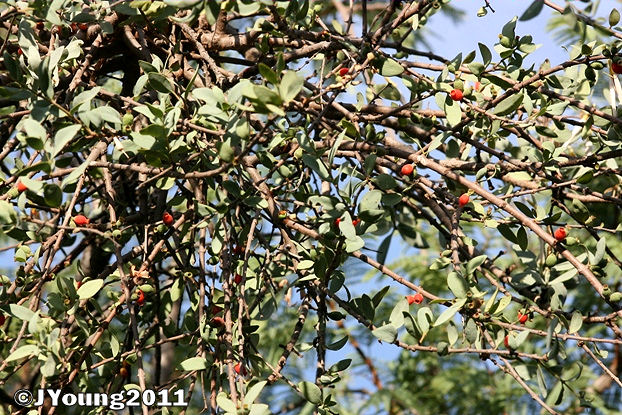 South African Photographs: Mistletoe (Tapinanthus oleifolius)