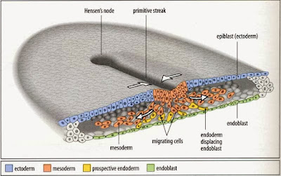 Sistema nervioso embrionario