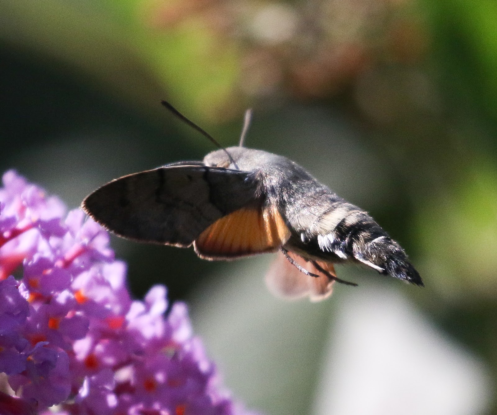 Birding Poole Harbour & Beyond: 10 Oct 18 - Hummingbird Hawk Moth