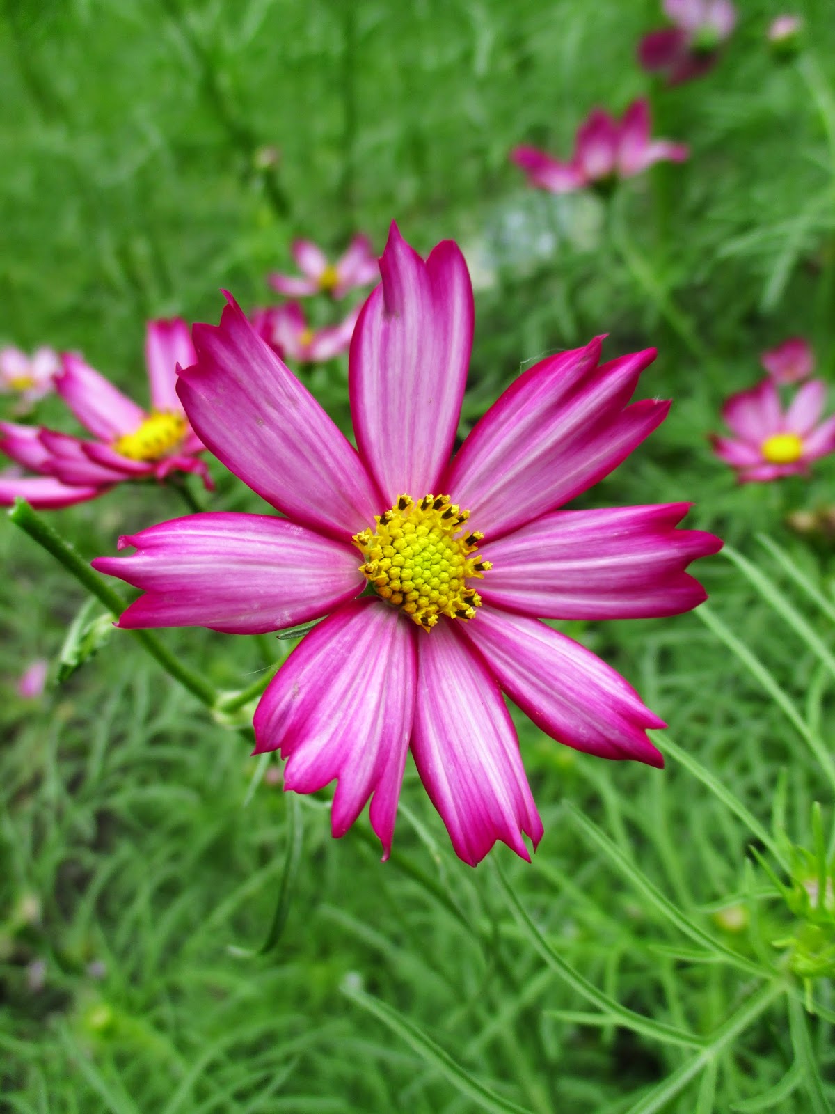 Rotary Botanical Gardens - Hort Blog: Cosmos - Shades of Pink