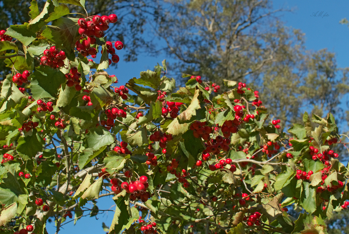 AM Fotod: Viirpuu (Crataegus) - Aasta puu 2017