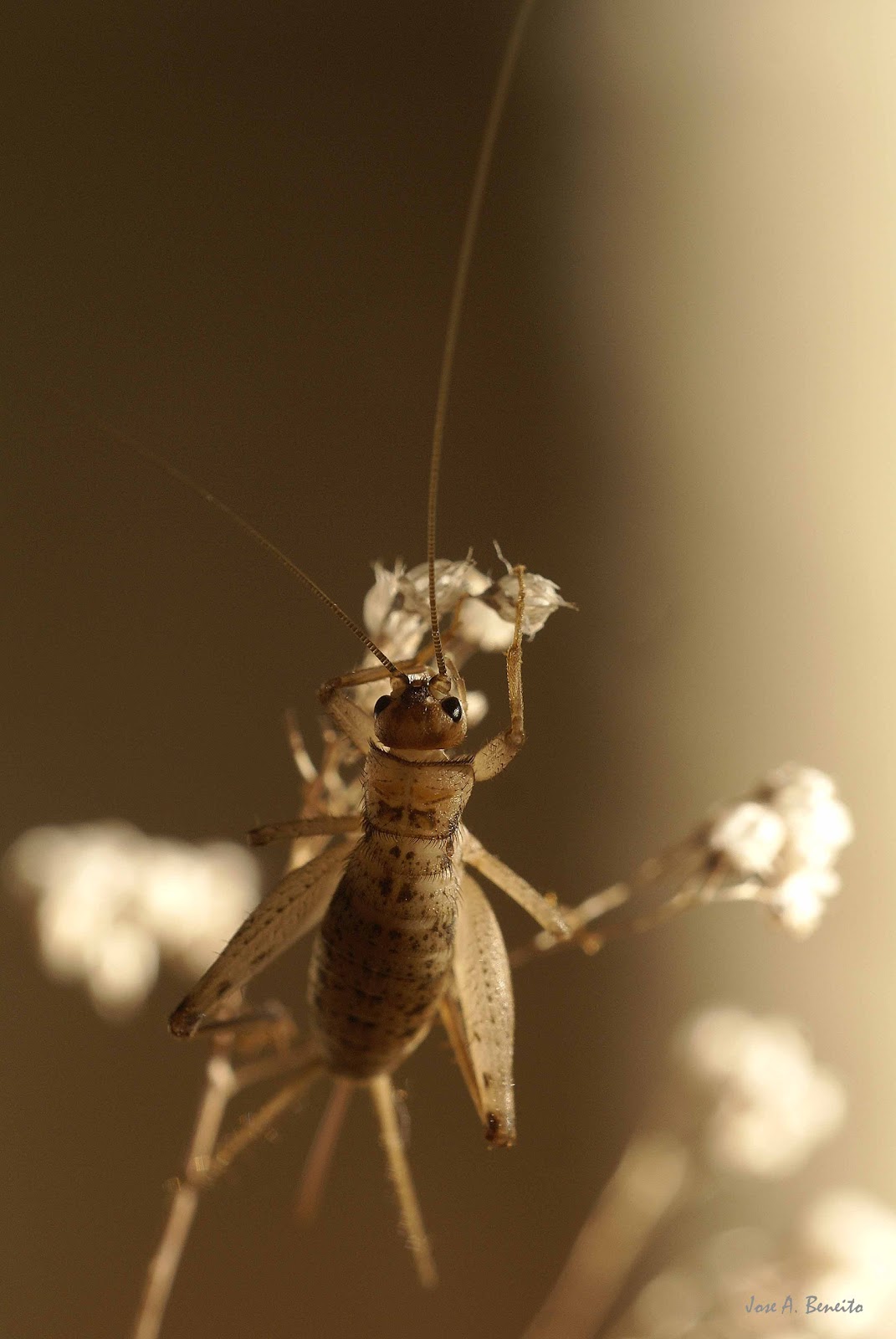 Por la Ibérica Turolense