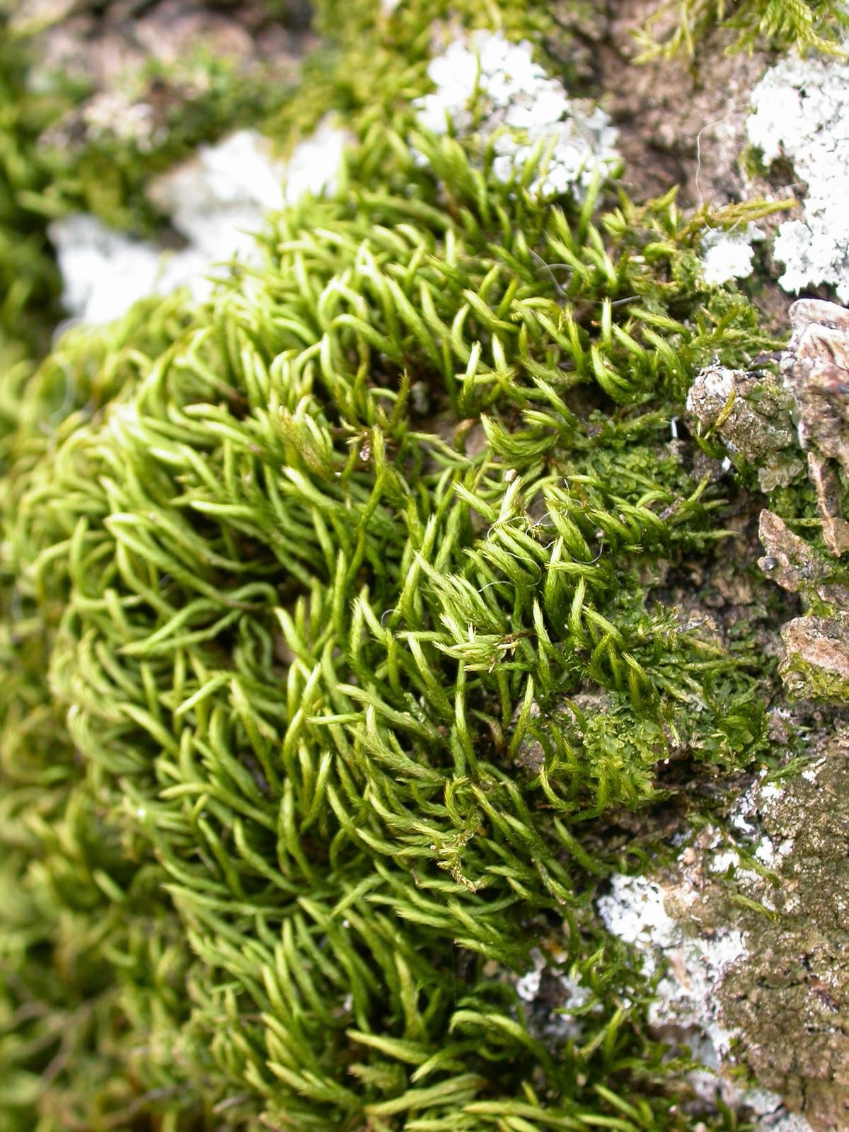 South Wales Bryophytes: Exciting mosses in the Black Mountains
