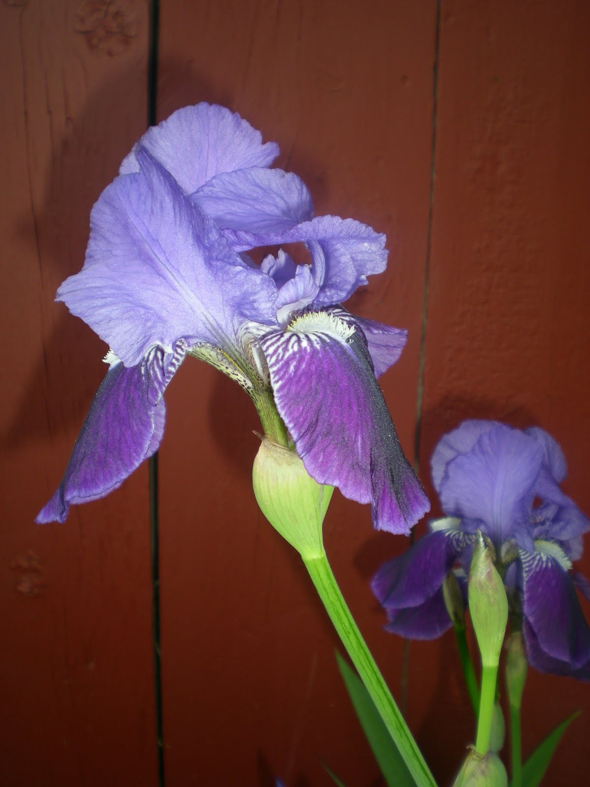 Jarvis House: Spring Update and Pots with Propagated Shrubs from the ...