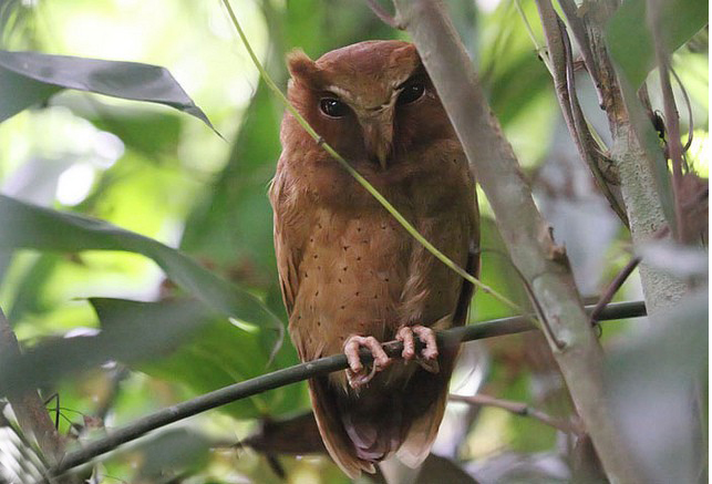 Sri Lankan Endemic Birds: Paduwan Bassa - Serendib Scops Owl (Otus ...
