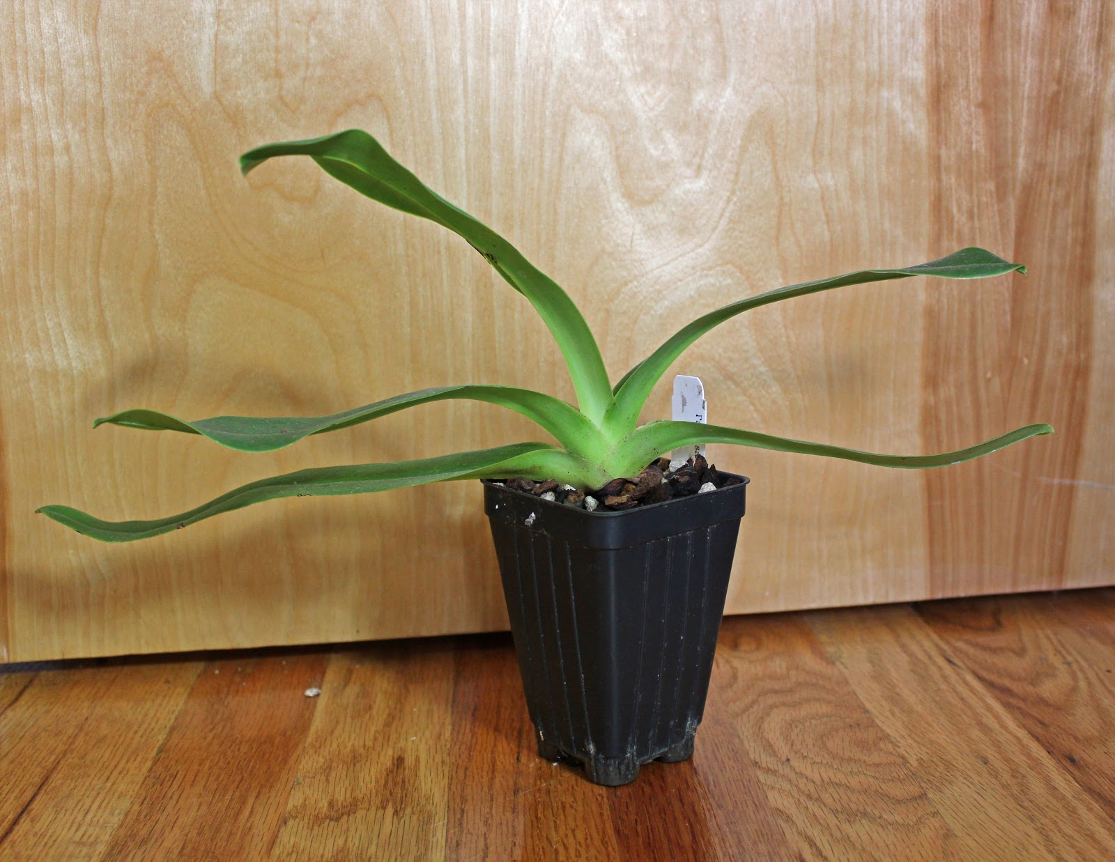 Maria's Orchids: Repotting Paphiopedilum sanderianum