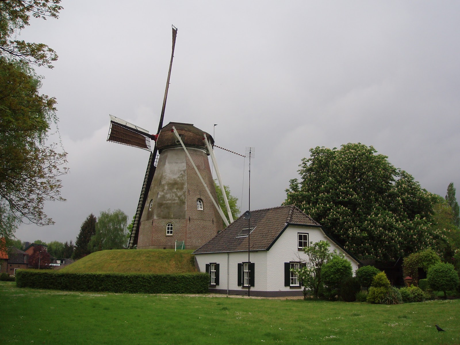 ¿Qué hago yo aquí...en Holanda?: VA DE MOLINOS