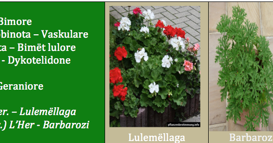 BOTA BUJQËSORE : Lulemëllaga dhe barbarozi