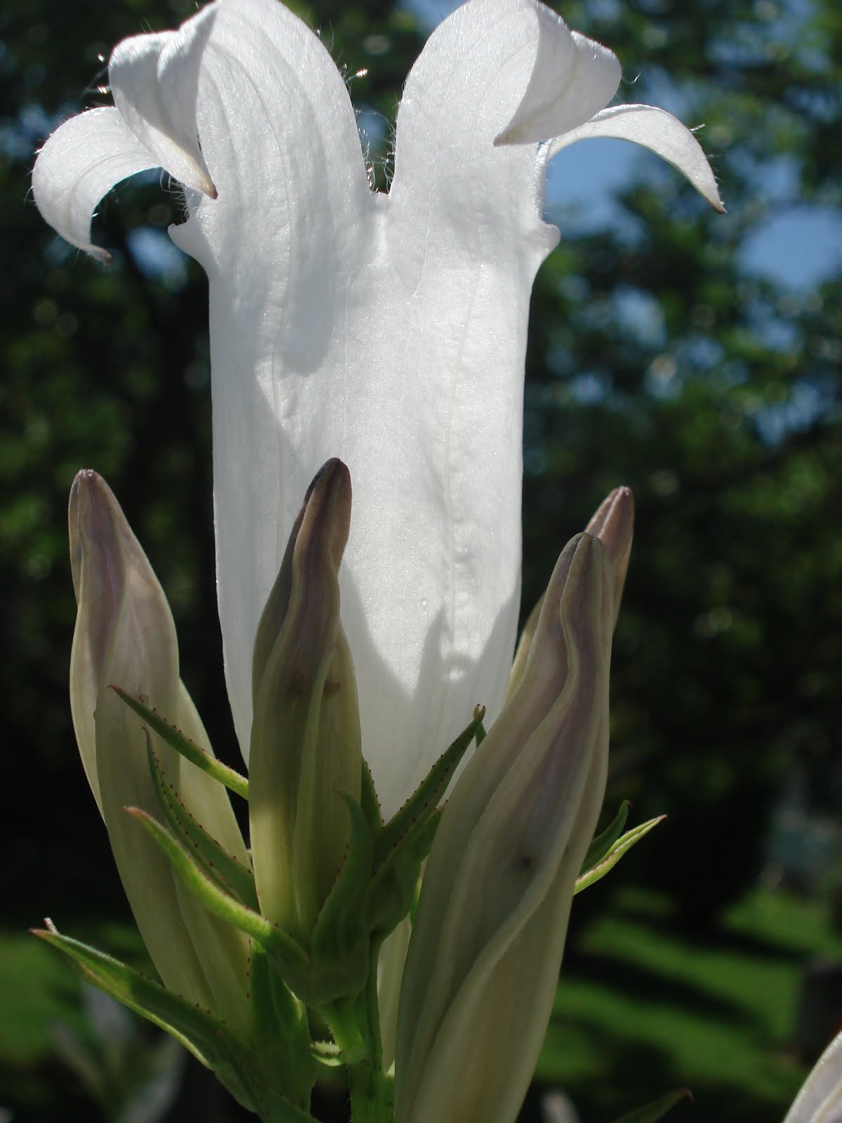 Villitystä Savonlinnan seudulla: Tarha-alpi ja ukonkello, vanhan ajan ...