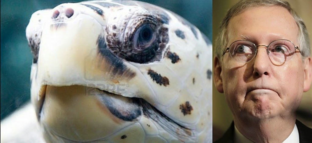 Waking Up on Turtle Island: (If It Looks Like a) Duck or Turtle