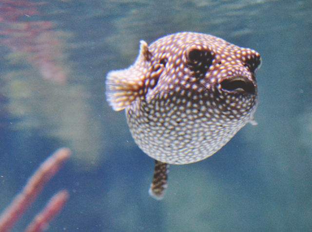 Becky Bedbug: London Aquarium Sea Life Centre