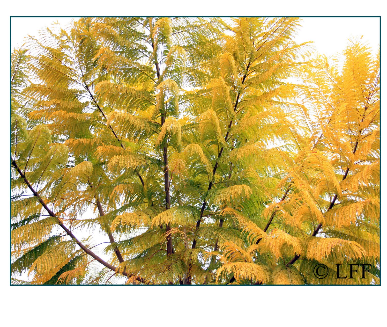 Pensando Jardines: Jacaranda mimosifolia