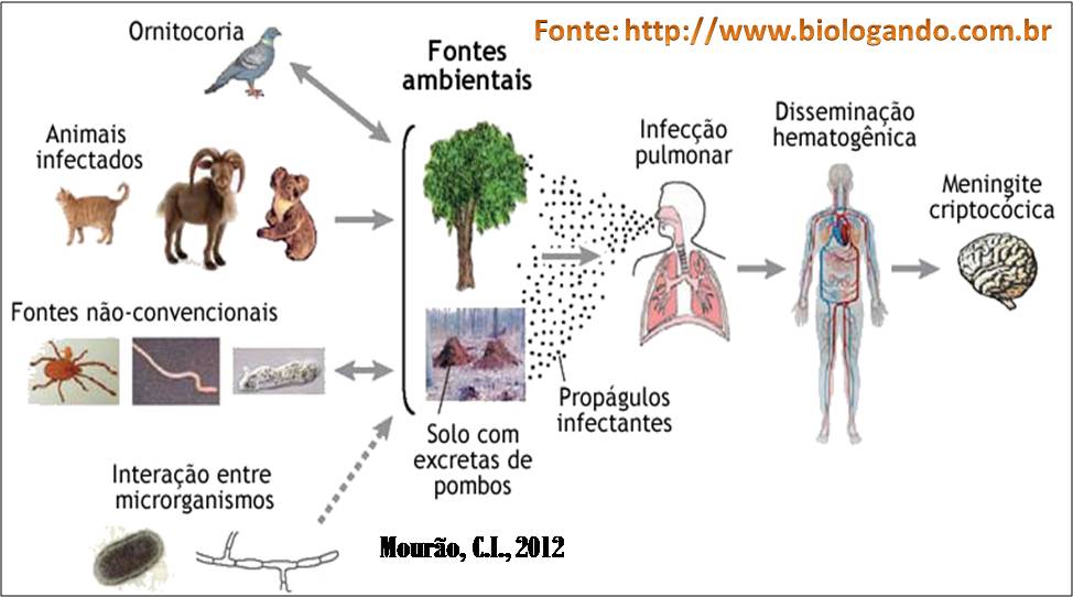 GATO CARIOCA: Você conhece CRIPTOCOCOSE?