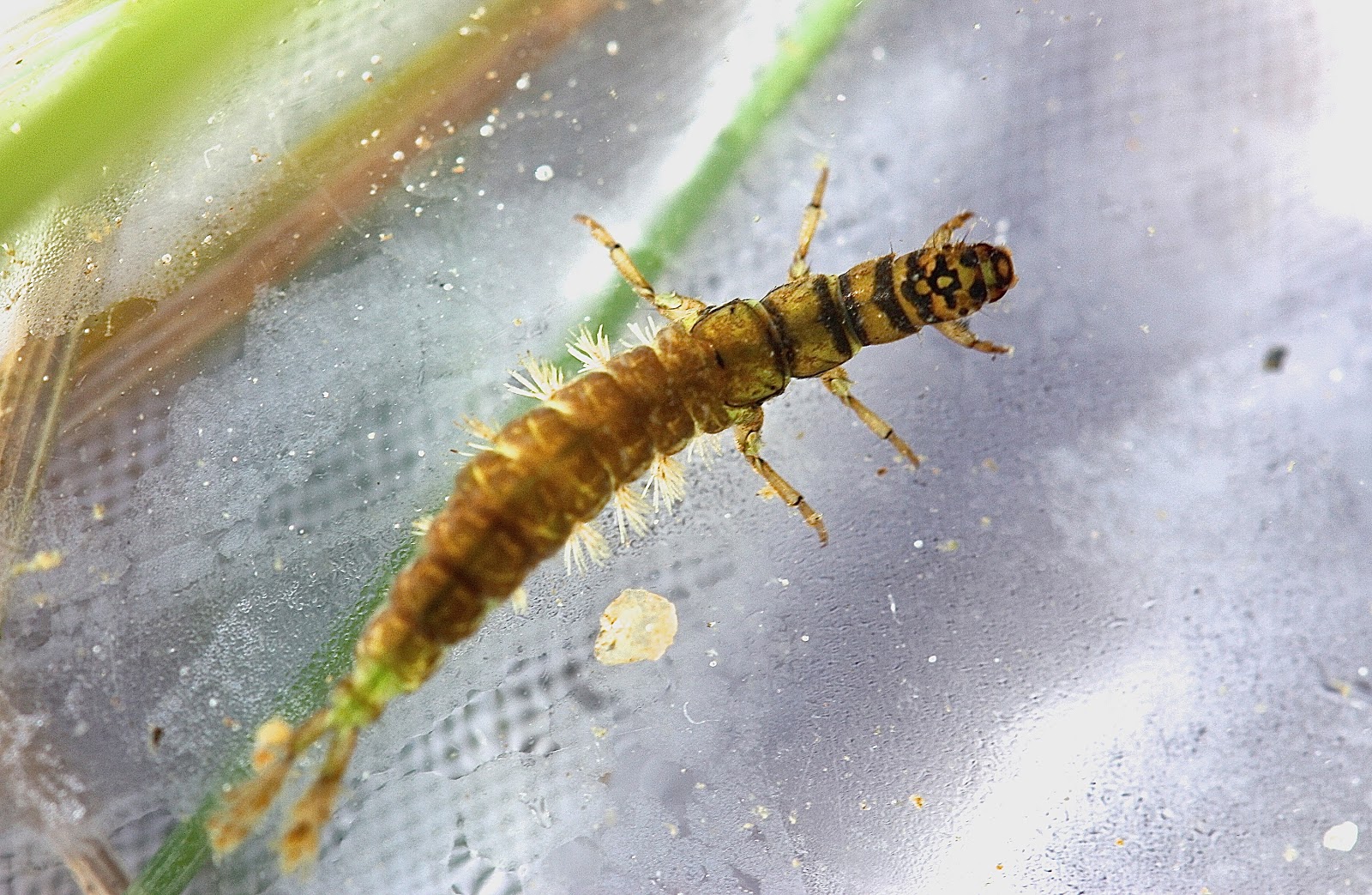 Aquatic Insects of Central Virginia: Caddis day at Lickinghole Creek ...