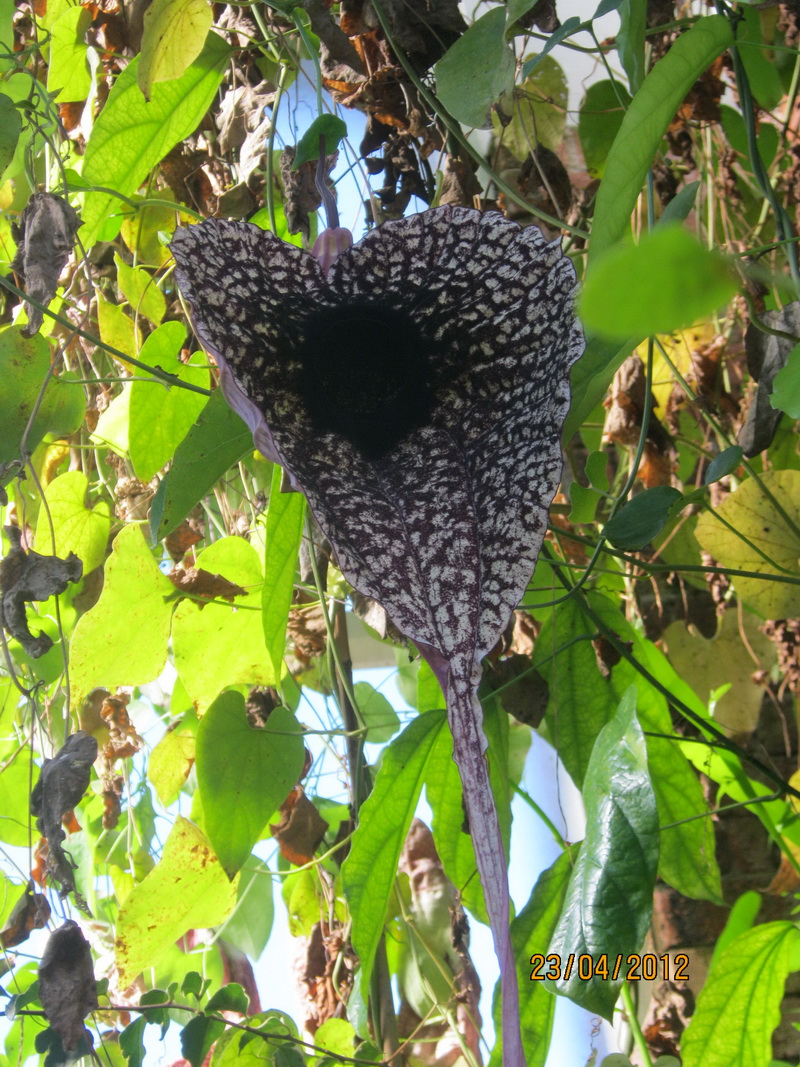 my walk with food and beautiful plants and flowers: Aristolochia ...