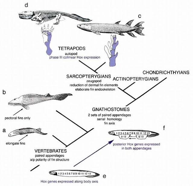 Scientia potentia est: Latimeria chalumnae "fish with legs from Indian ...