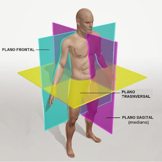Plano Sagital Del Cuerpo Humano Anato