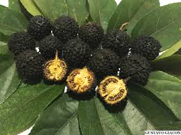 Ervas e Insumos: Mutamba