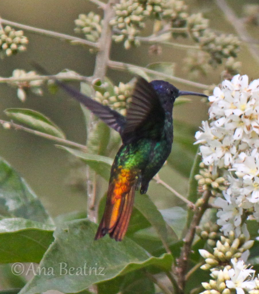 Aventura fotográfica: Colibri Cola de Oro (Golden-tailed Sapphire)