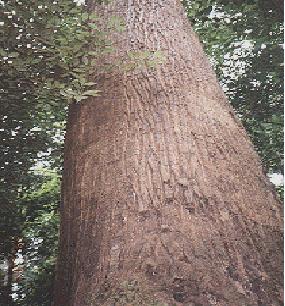 BERITA KALIMANTAN: Kayu berumur seribu tahun ada di Kalimantan