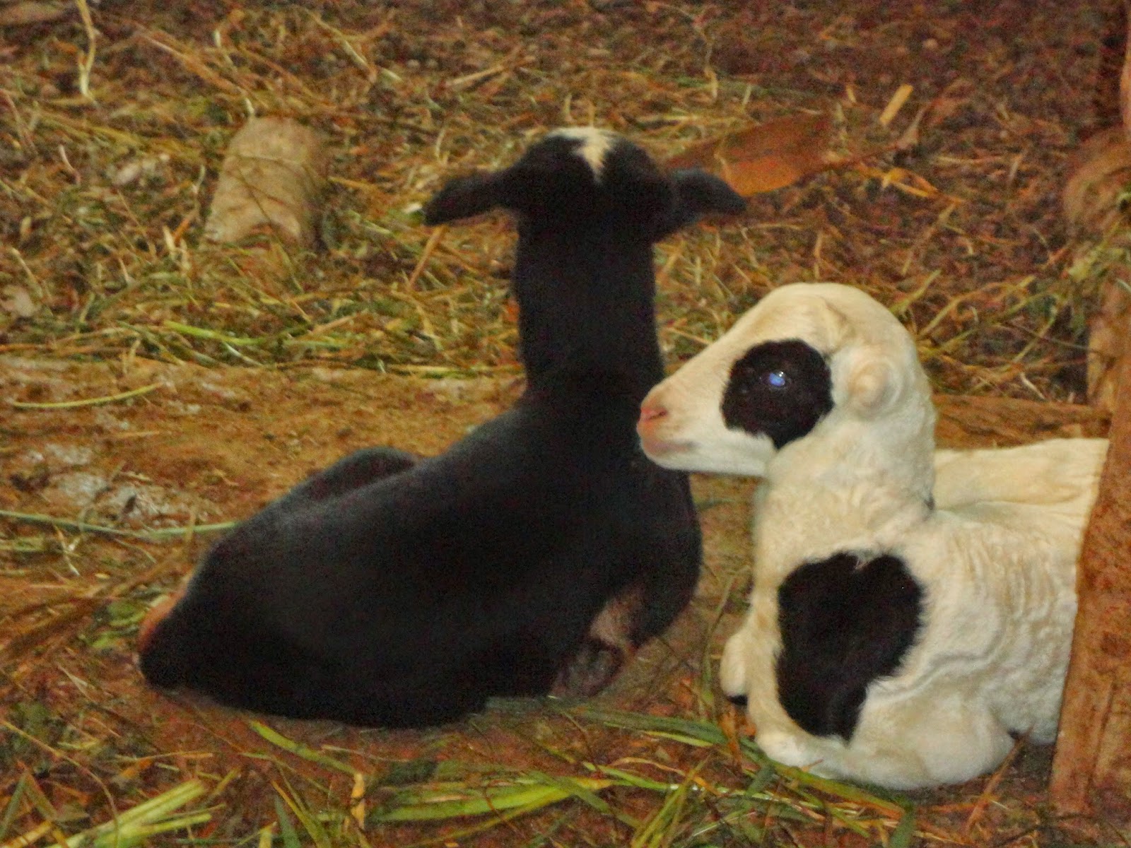 KONTROVERSI PANAS : ""PEMELIHARAAN BUDI DAYA TERNAK DOMBA GARUT""