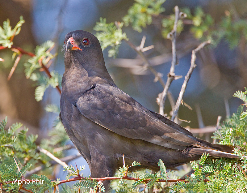 Mahikeng Birding Blog: The Melanistic form of the Gabar Goshawk at ...